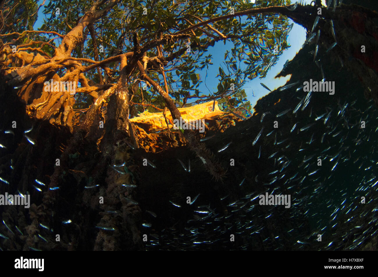 Red Mangrove (Rhizophora mangle) aerial roots serve as important fish ...