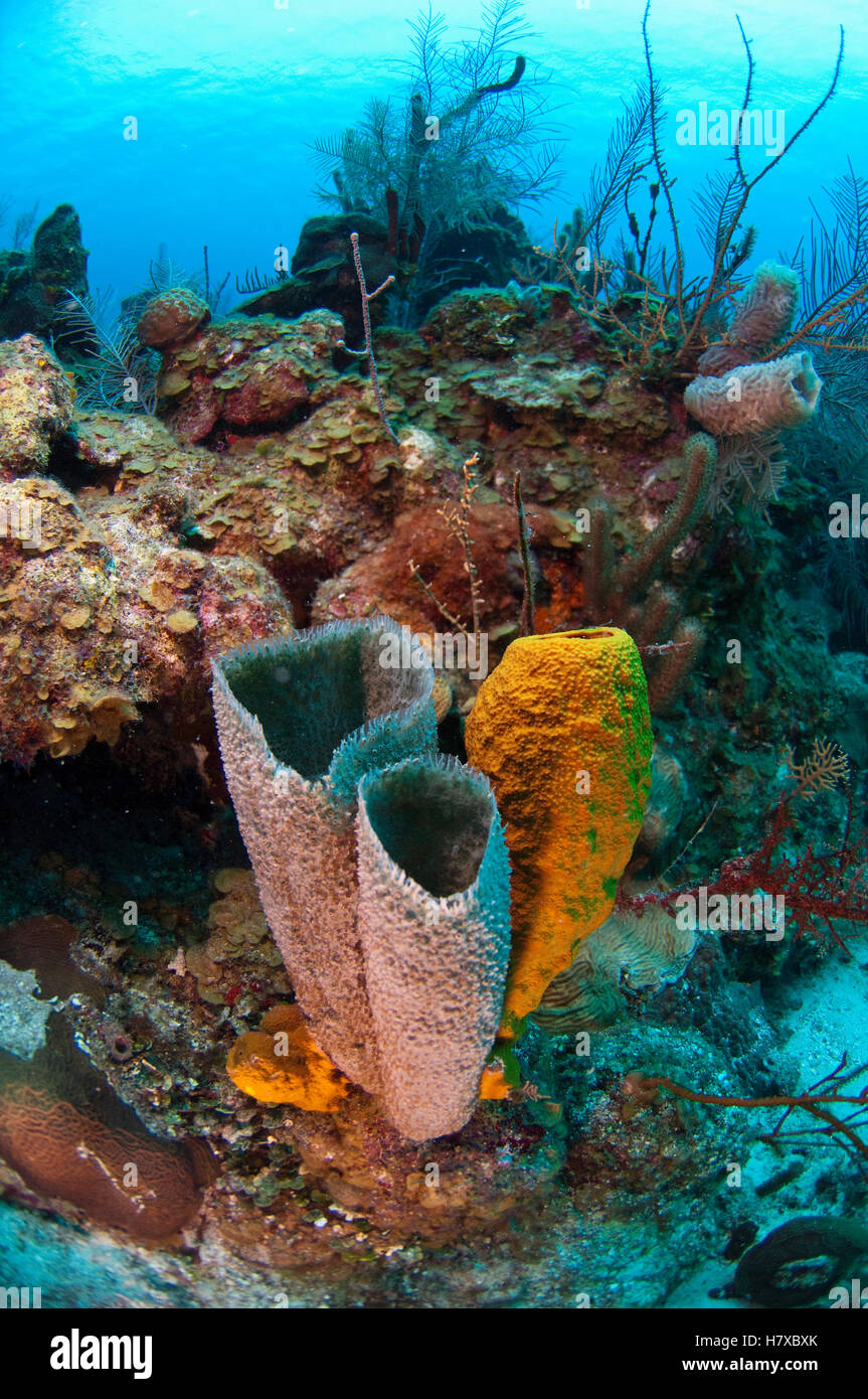 Sponges, Belize Barrier Reef, Belize Stock Photo - Alamy