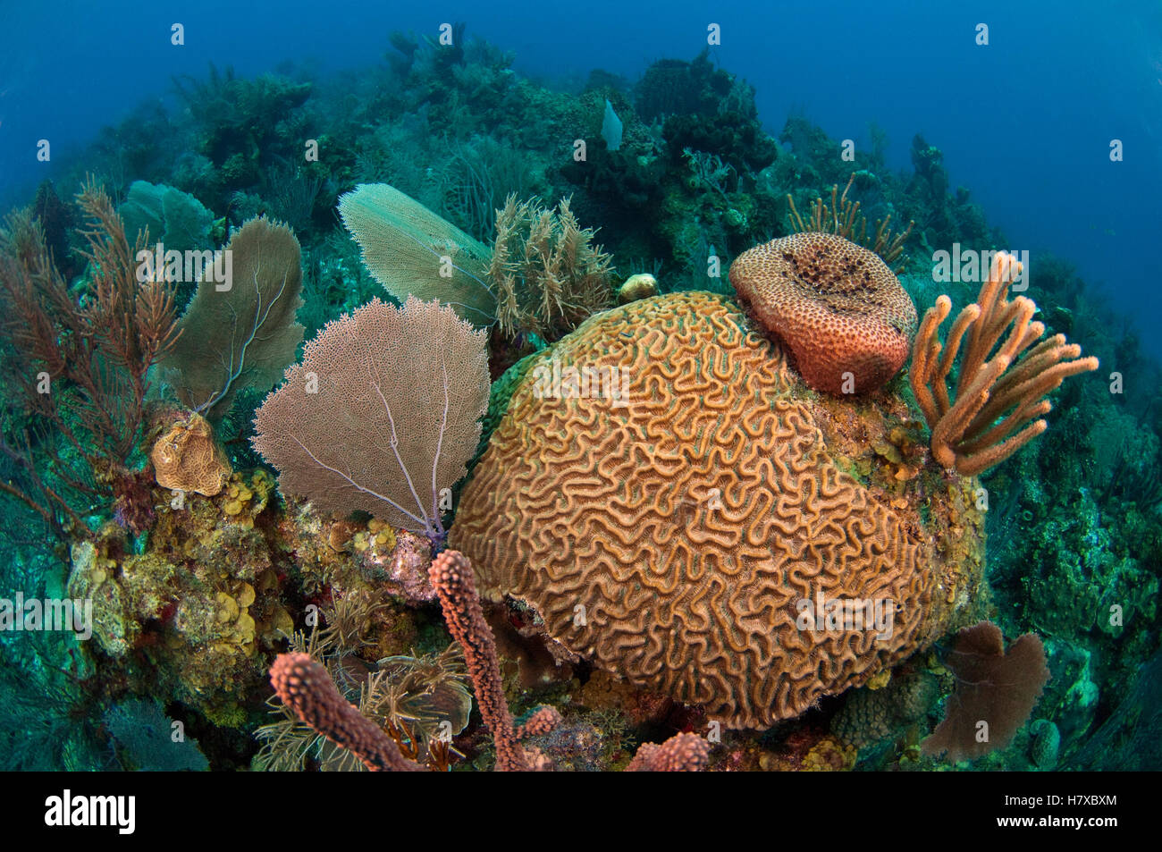 Coral reef showing a variety of corals, Belize Barrier Reef, Belize ...