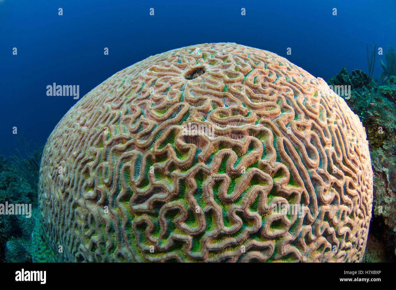 Boulder Brain Coral (Colpophyllia natans), Belize Barrier Reef, Belize ...