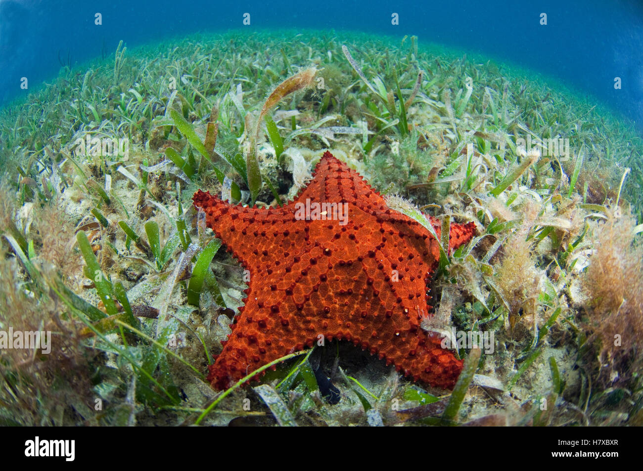 Cushioned Star (Oreaster reticulatus) amid grasses, Belize Barrier Reef ...