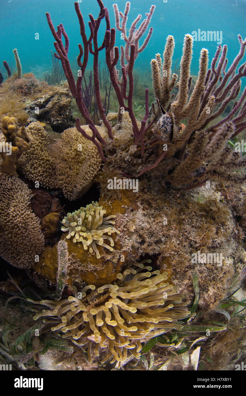 Giant Caribbean Anemone (Condylactis gigantea) pair with coral on reef ...