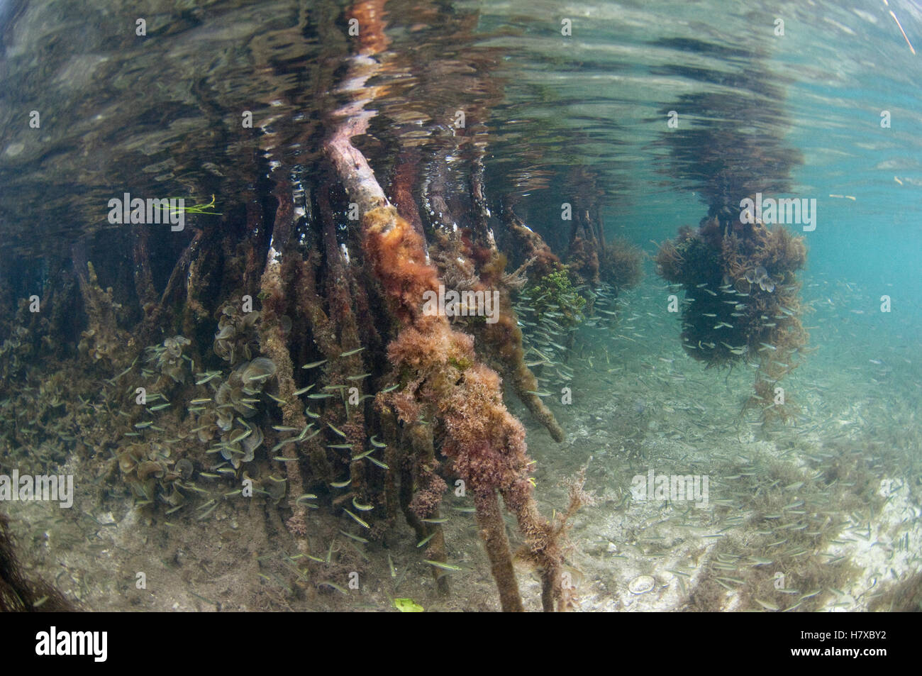Red Mangrove (Rhizophora mangle) aerial roots serve as important fish ...