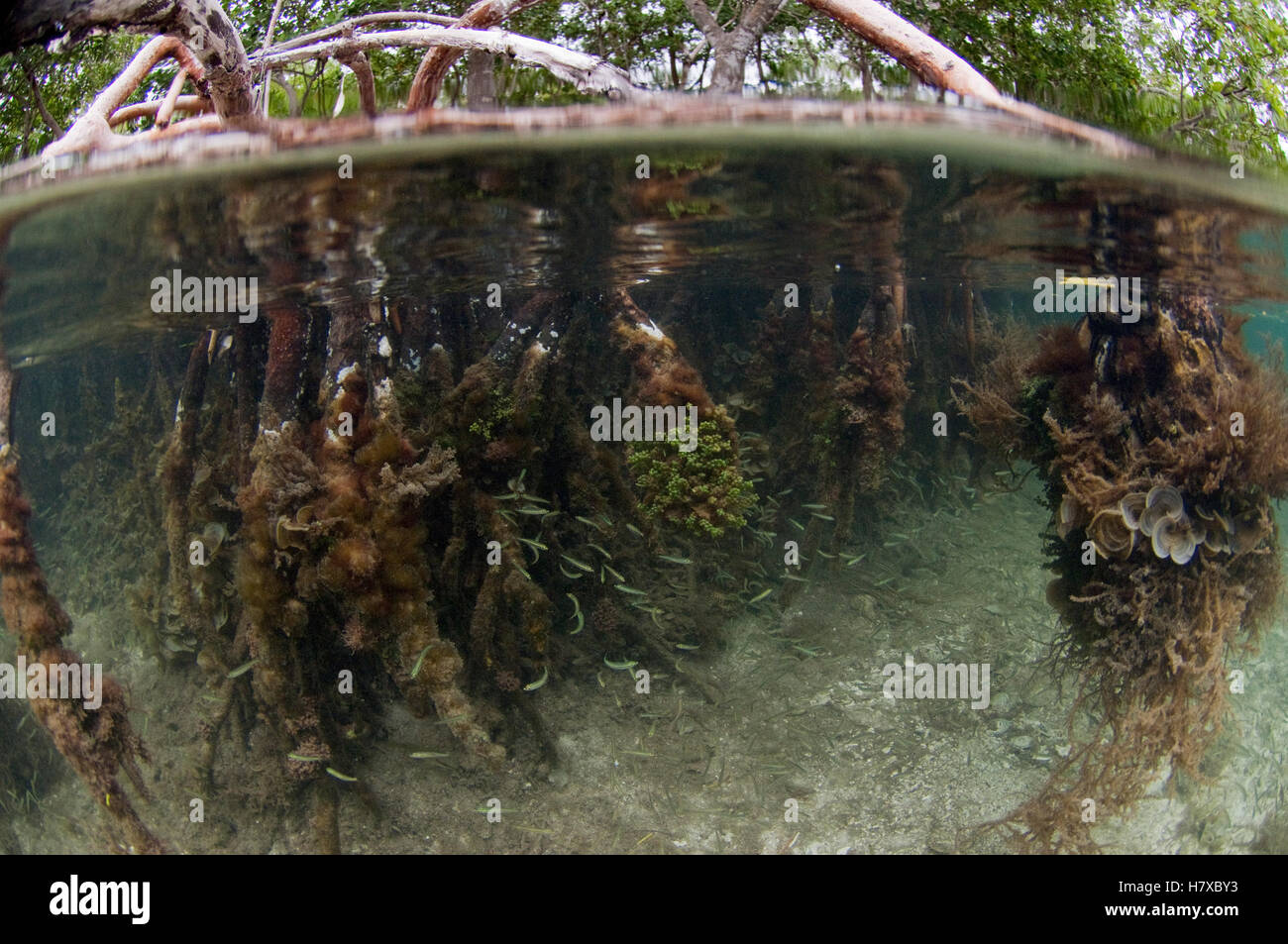 Red Mangrove (Rhizophora mangle) aerial roots serve as important fish ...