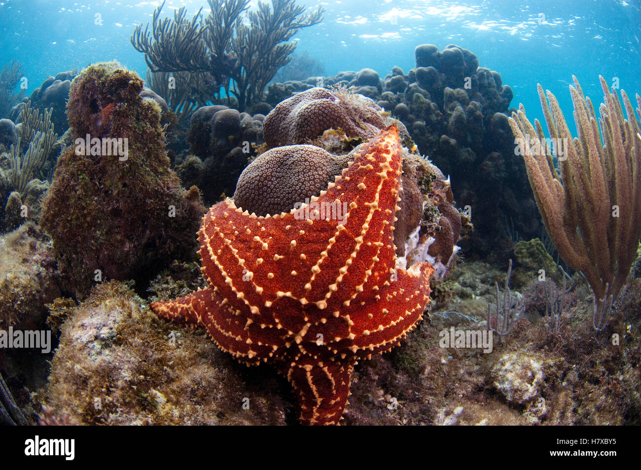 Cushioned Star (Oreaster reticulatus) feeding on coral, Belize Barrier ...