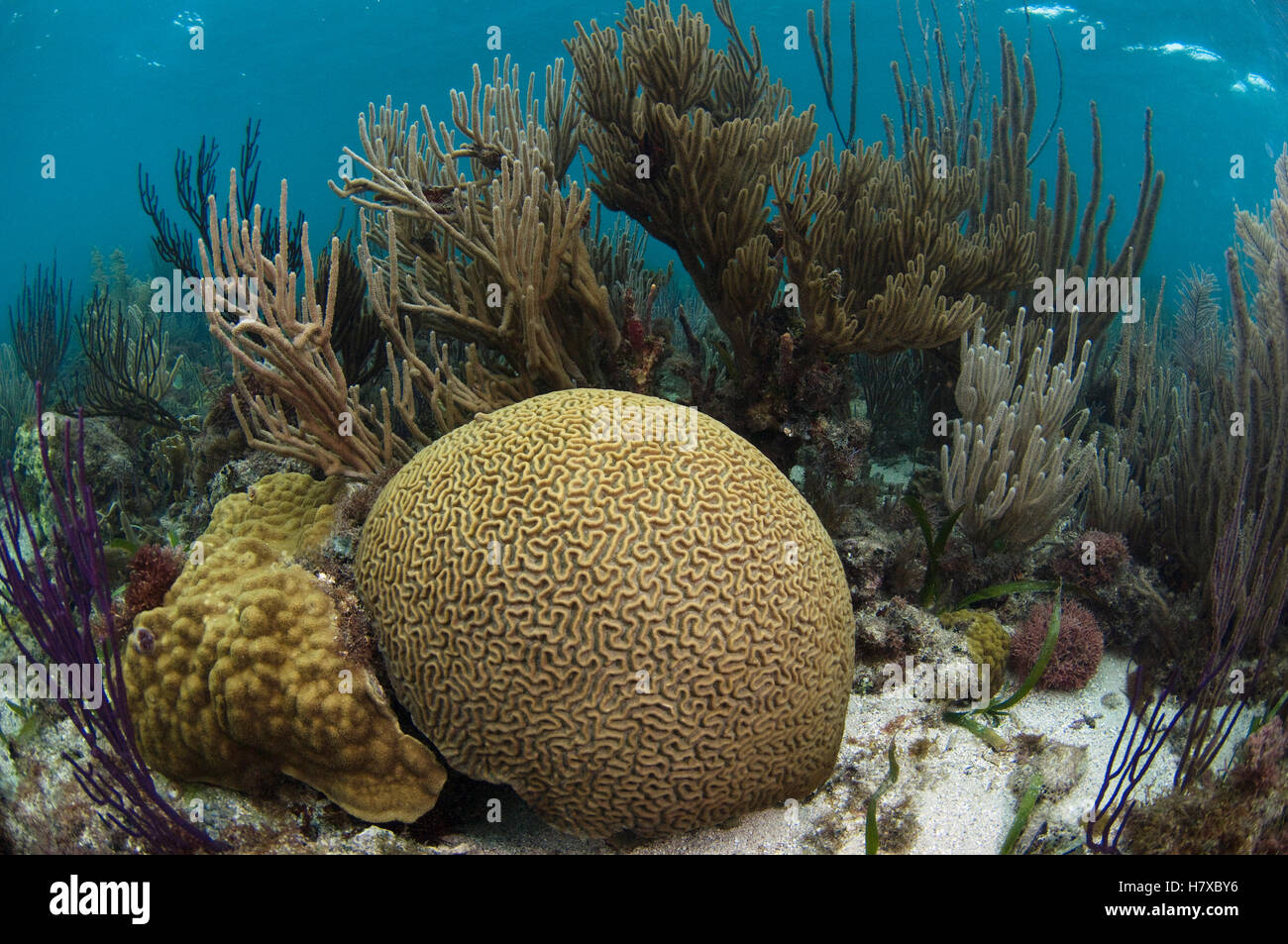 Brain Coral (Diploria labyrinthiformis), Belize Barrier Reef, Belize ...