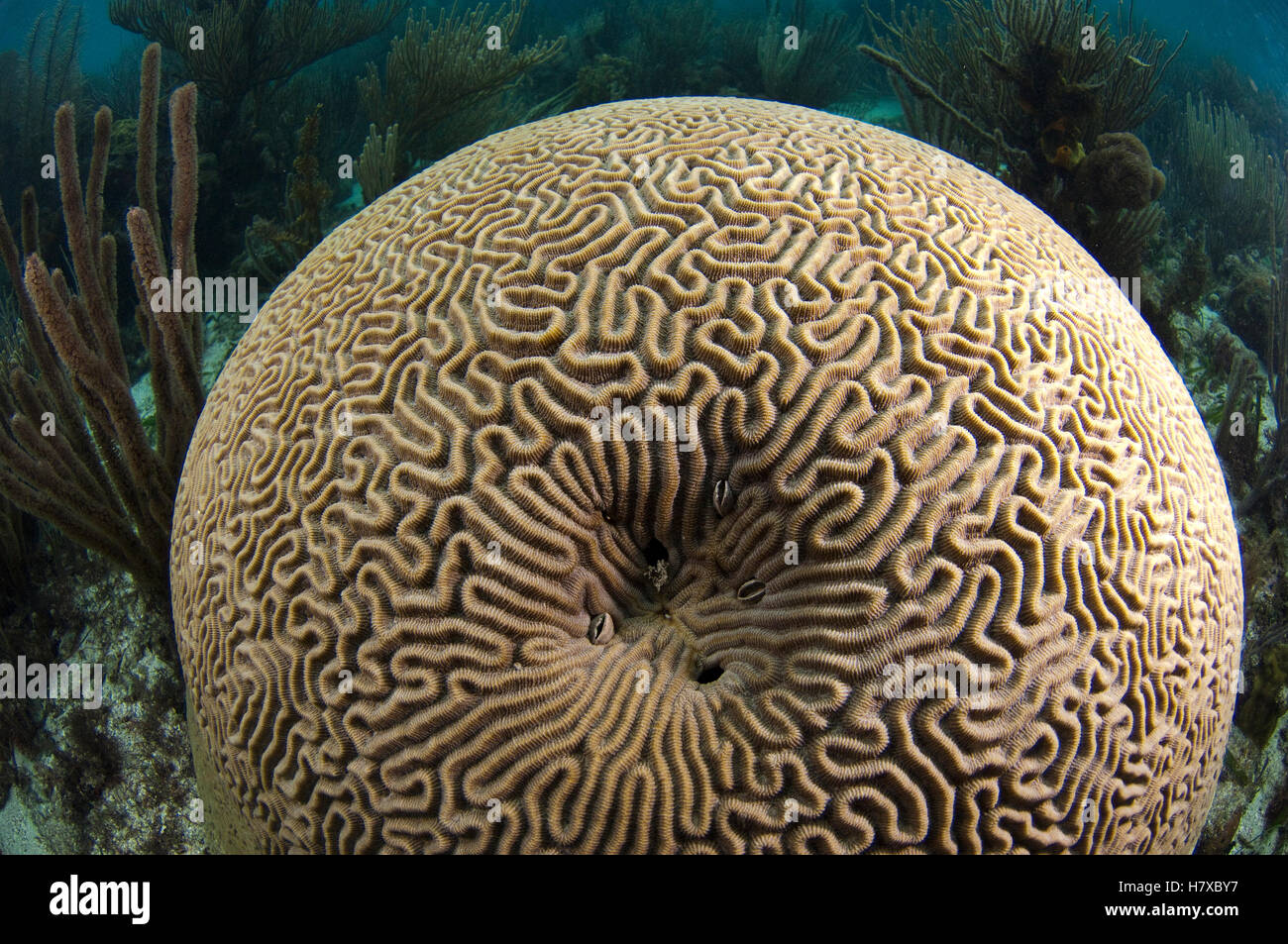 Brain Coral (Diploria labyrinthiformis), Belize Barrier Reef, Belize ...