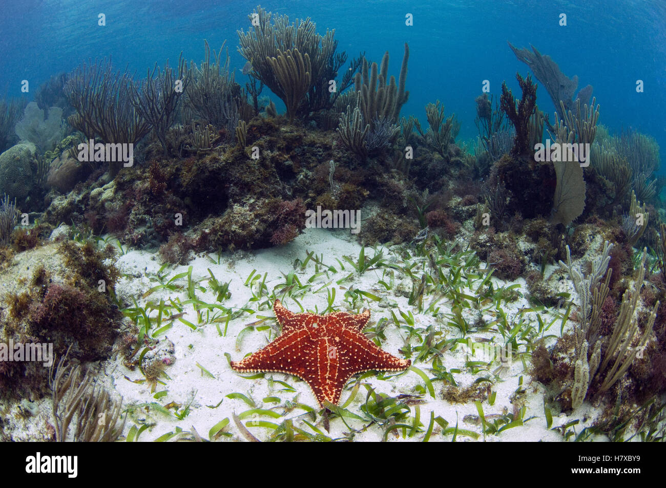 Cushioned Star (Oreaster reticulatus) on sandy ocean floor, Belize ...