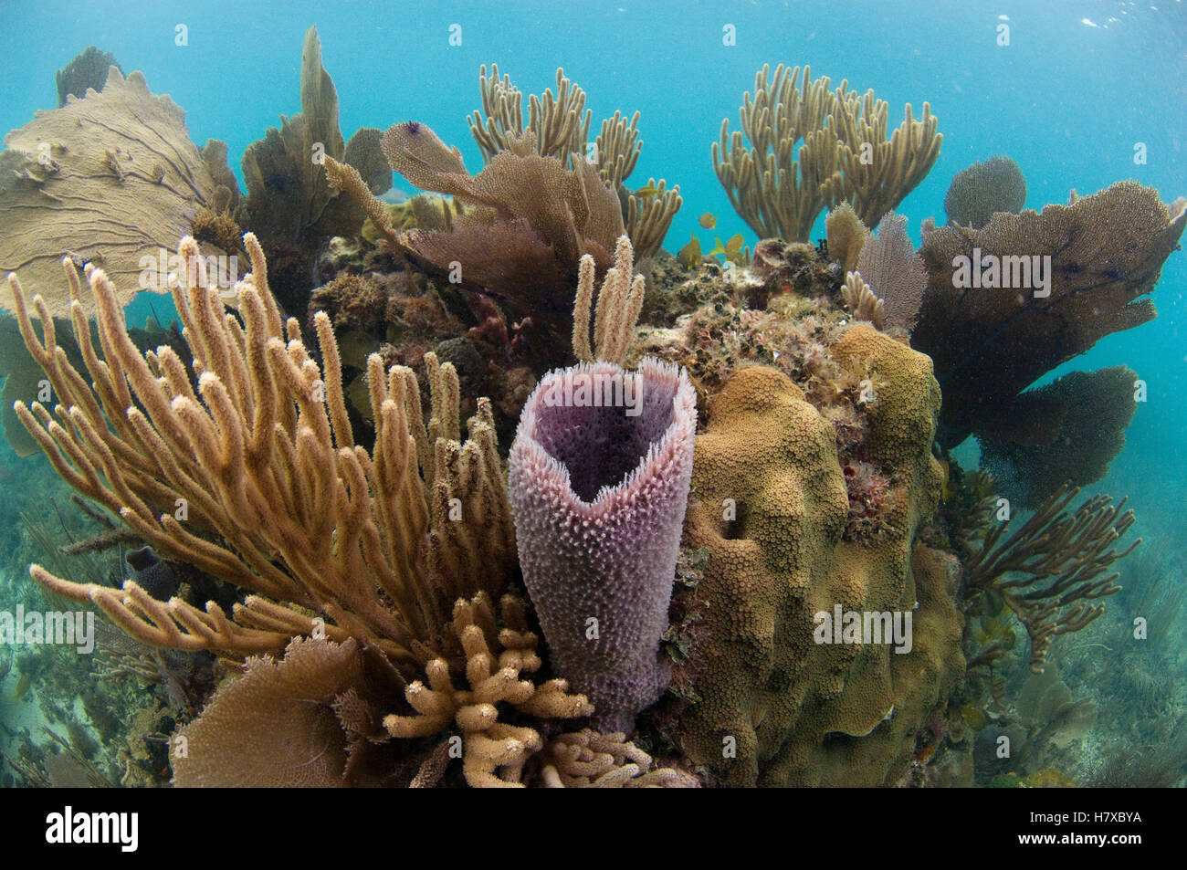 Pink Vase Sponge (Niphates digitalis) on coral reef, Belize Barrier ...