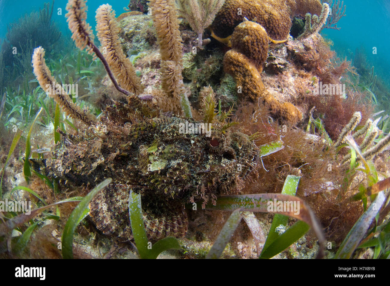 Spotted Scorpionfish (Scorpaena plumieri) camouflaged on ocean bottom ...