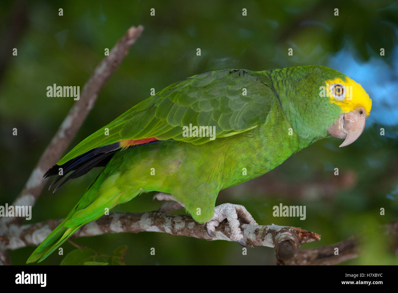 Yellow-headed Parrot (Amazona oratrix), Belize Stock Photo - Alamy