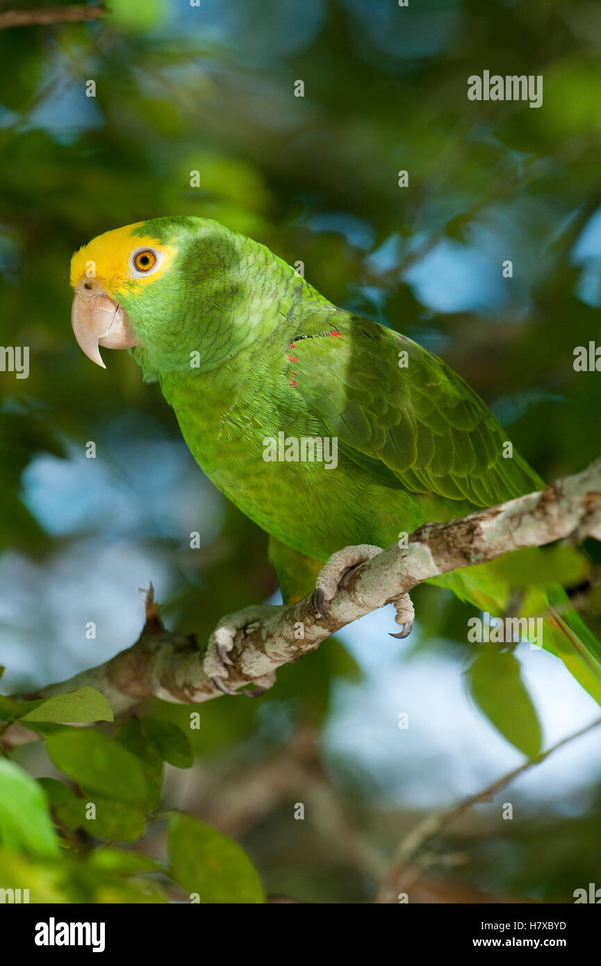 Yellow-headed Parrot (Amazona oratrix), Belize Stock Photo - Alamy