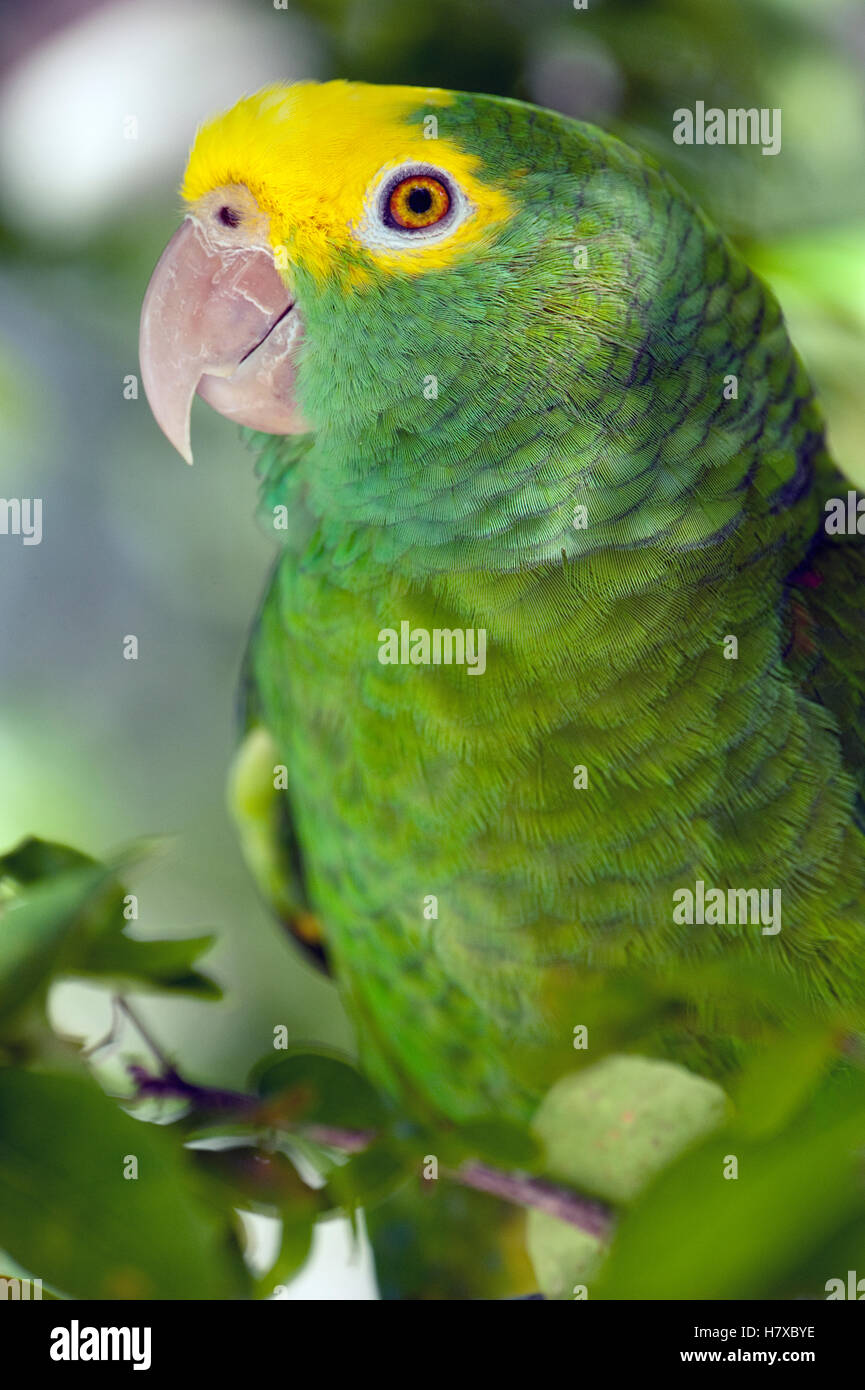 Yellow-headed Parrot (Amazona oratrix), Belize Stock Photo - Alamy