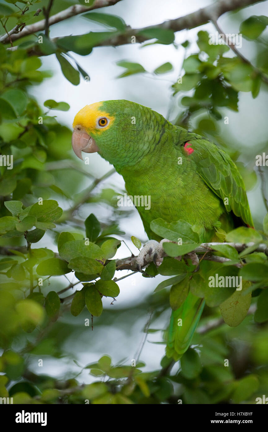 Yellow-headed Parrot (Amazona oratrix), Belize Stock Photo - Alamy
