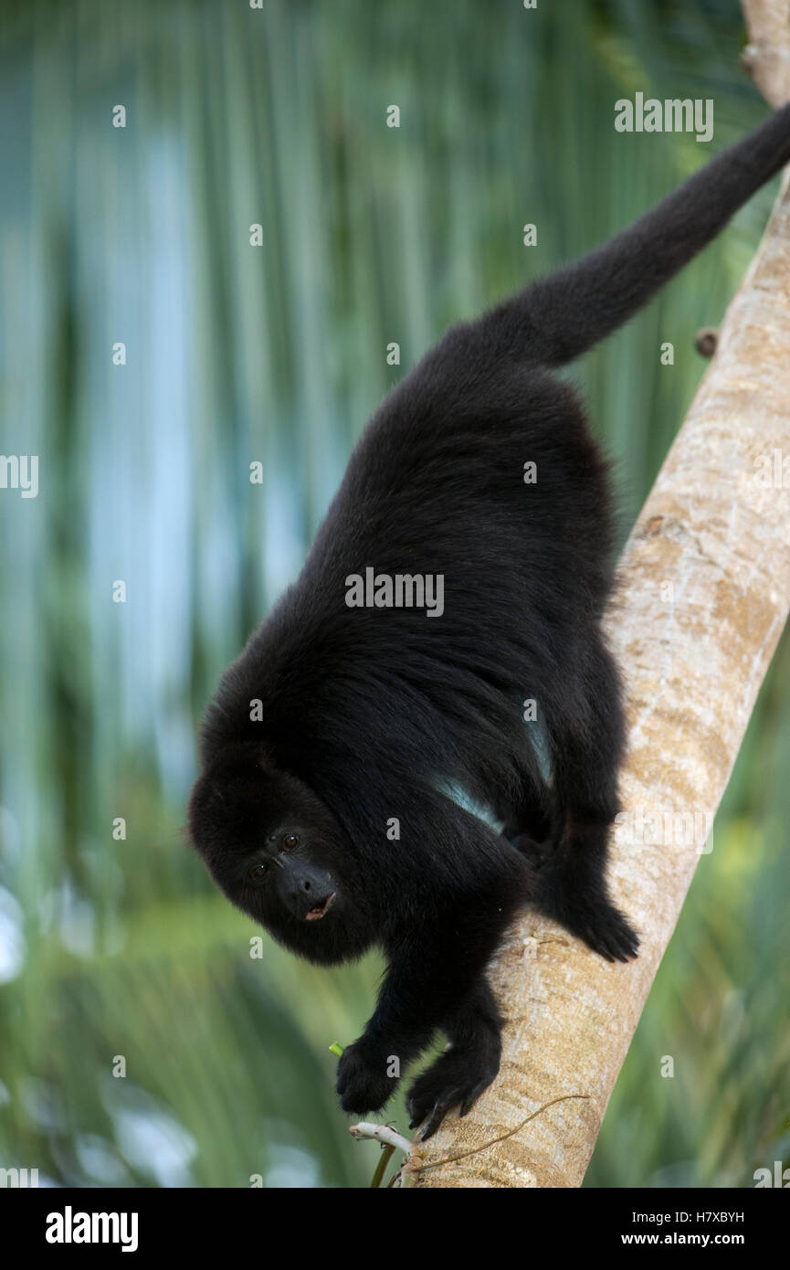 Mexican Black Howler Monkey (Alouatta pigra) male calling, Belize Stock ...