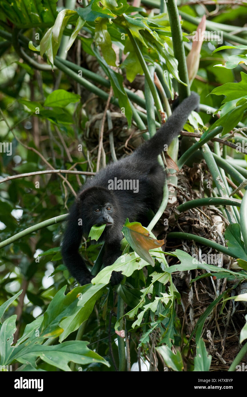 Mexican Black Howler Monkey (Alouatta pigra) feeding on leaves while ...