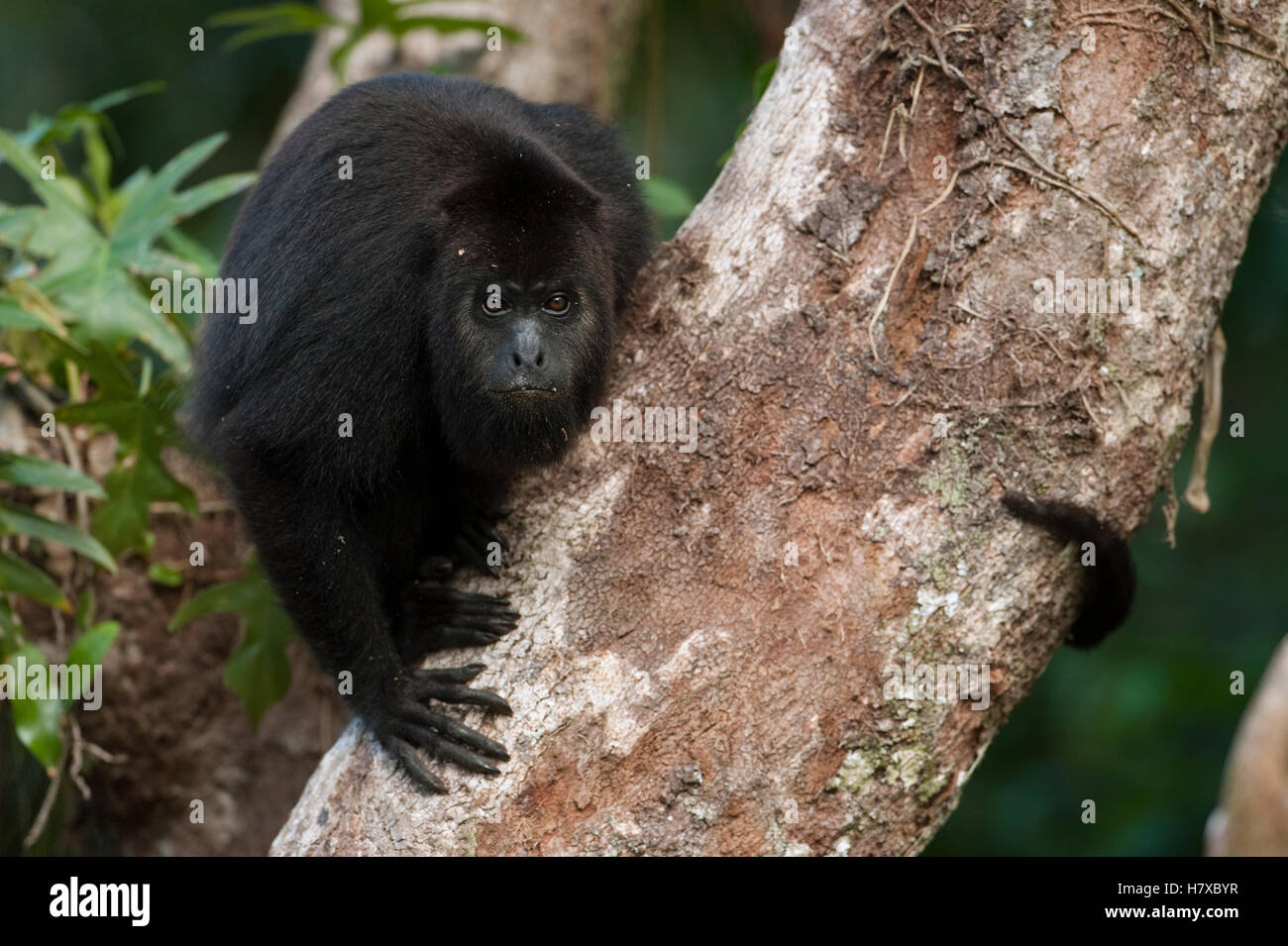 Mexican Black Howler Monkey (Alouatta pigra), Belize Stock Photo - Alamy