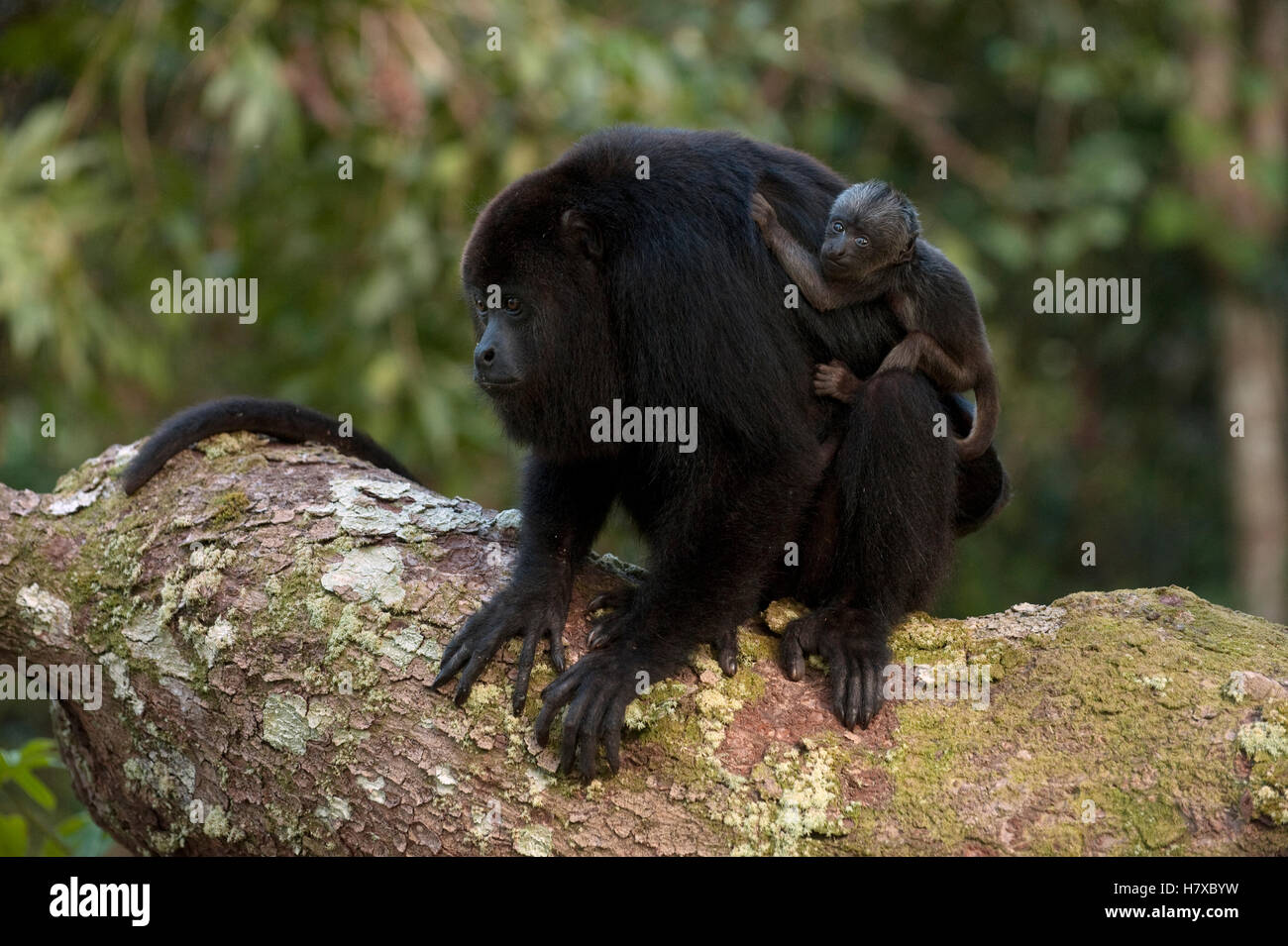 Mexican Black Howler Monkey (Alouatta pigra) mother with baby is also ...