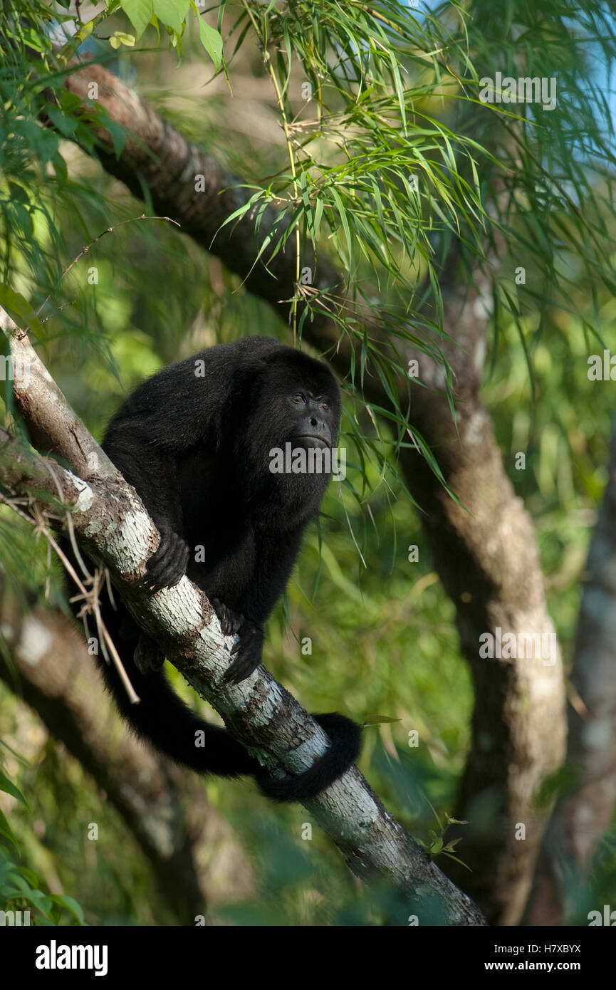 Mexican Black Howler Monkey (Alouatta pigra) in tree showing prehensile ...