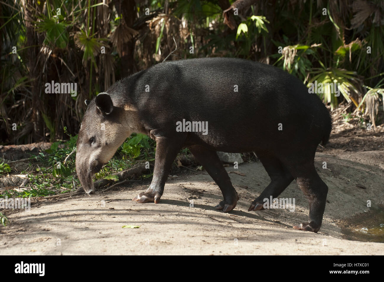 Baird's Tapir (Tapirus bairdii), Belize Zoo, Belize Stock Photo - Alamy