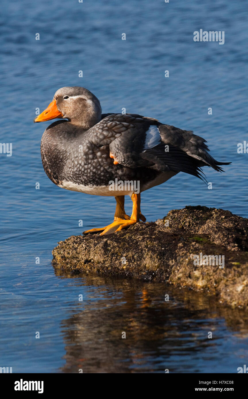 Falkland Steamerduck (Tachyeres brachypterus) male, Stanley, East ...