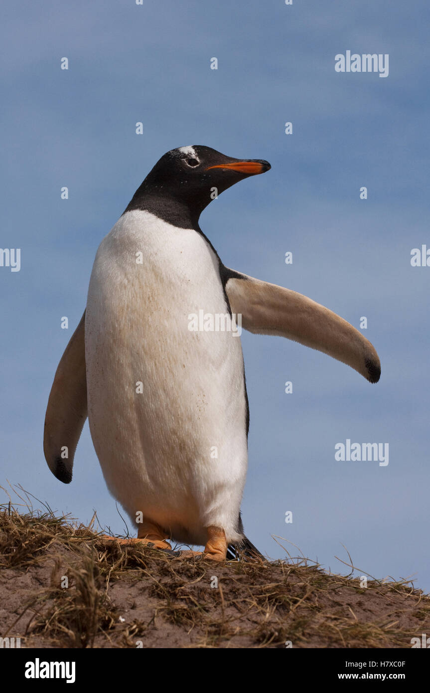 Gentoo Penguin (Pygoscelis papua) with raised flipper, West Falklands ...