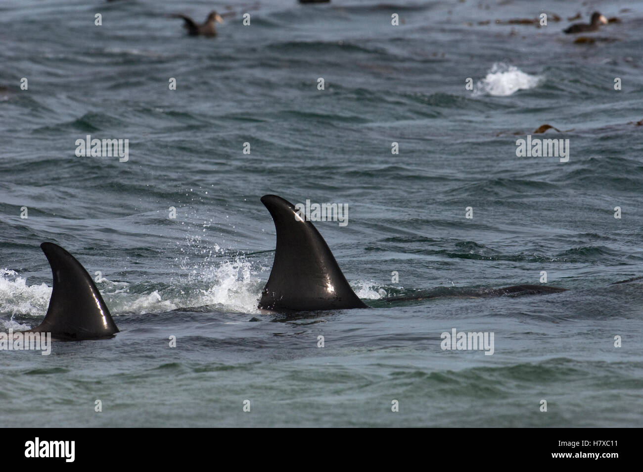 Orca (Orcinus orca) female dorsal fins, East Falkland Island, Falkland ...