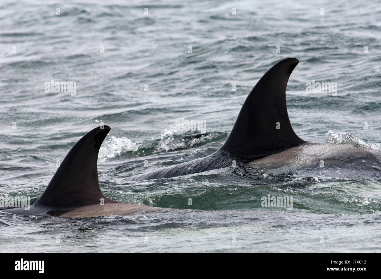 Orca (Orcinus orca) female dorsal fins, East Falkland Island, Falkland ...