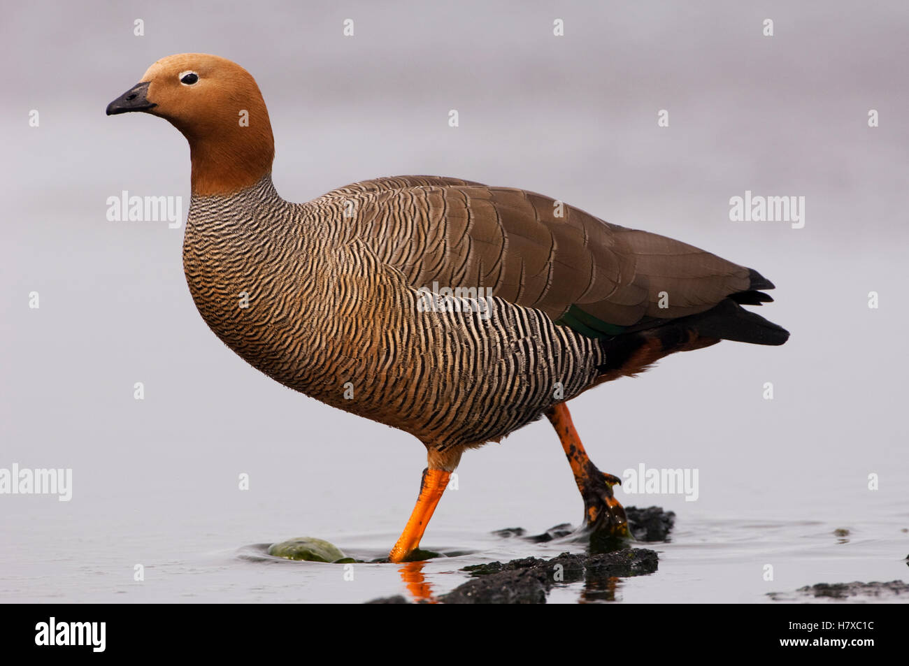 Ruddy-headed Goose (Chloephaga rubidiceps) wading, Sea Lion Island ...
