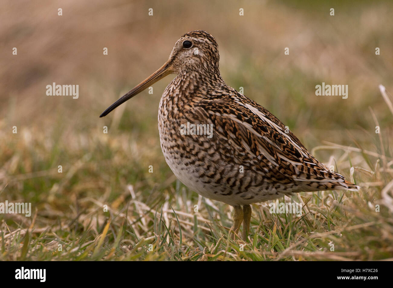 Magellanic Snipe (Gallinago magellanica), Sea Lion Island, Falkland ...