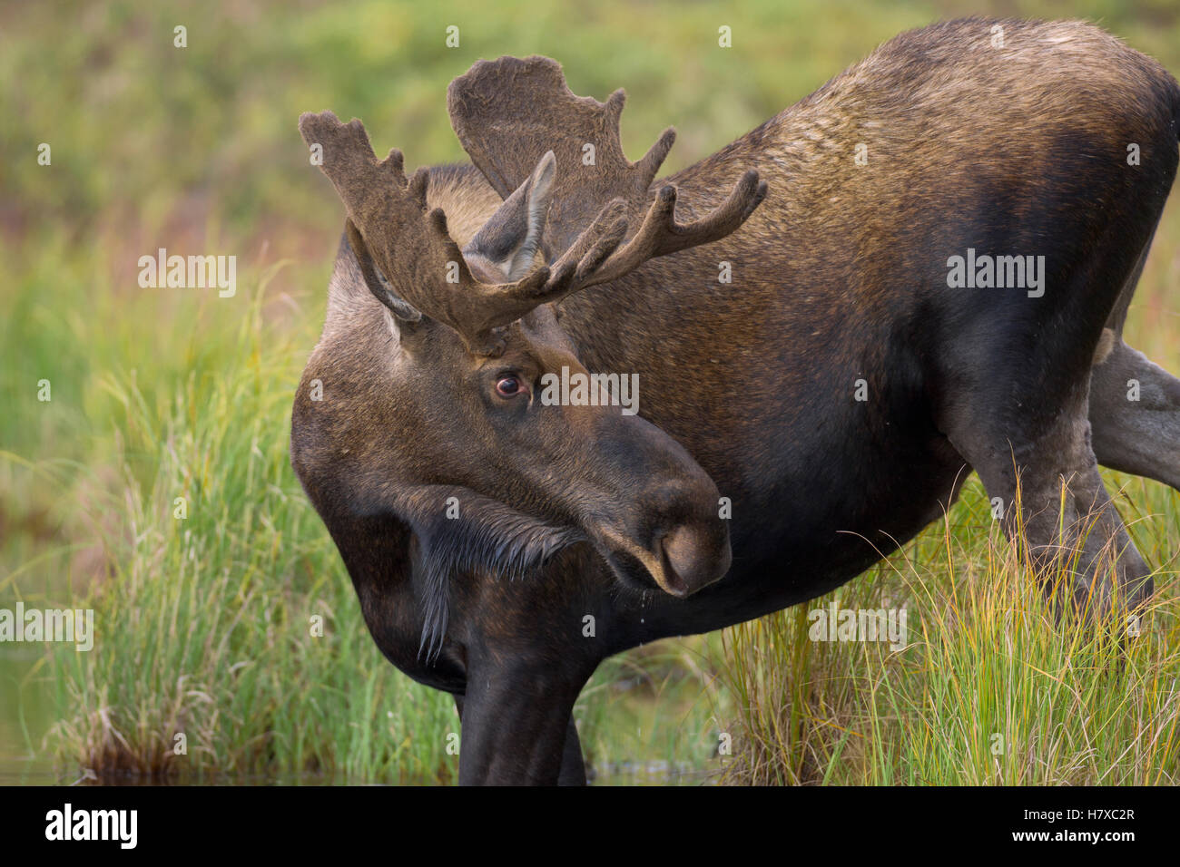 Alaska Moose (Alces alces gigas) sub-adult bull with antlers in velvet ...