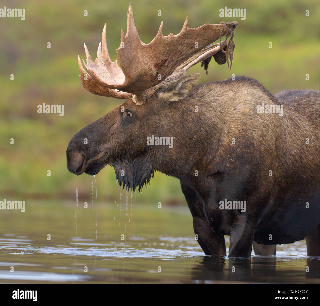 Alaska Moose (Alces alces gigas) sub-adult bull with antlers shedding ...