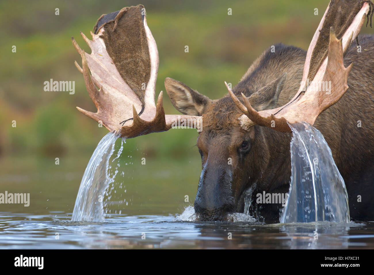 Alaska Moose (Alces alces gigas) sub-adult bull with antlers shedding ...