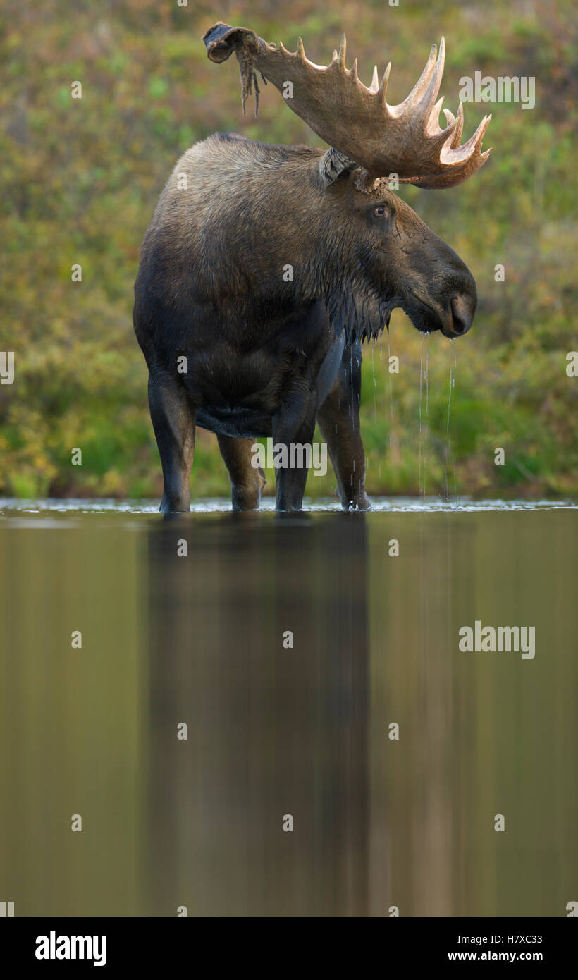 Alaska Moose (Alces alces gigas) sub-adult bull with antlers shedding ...