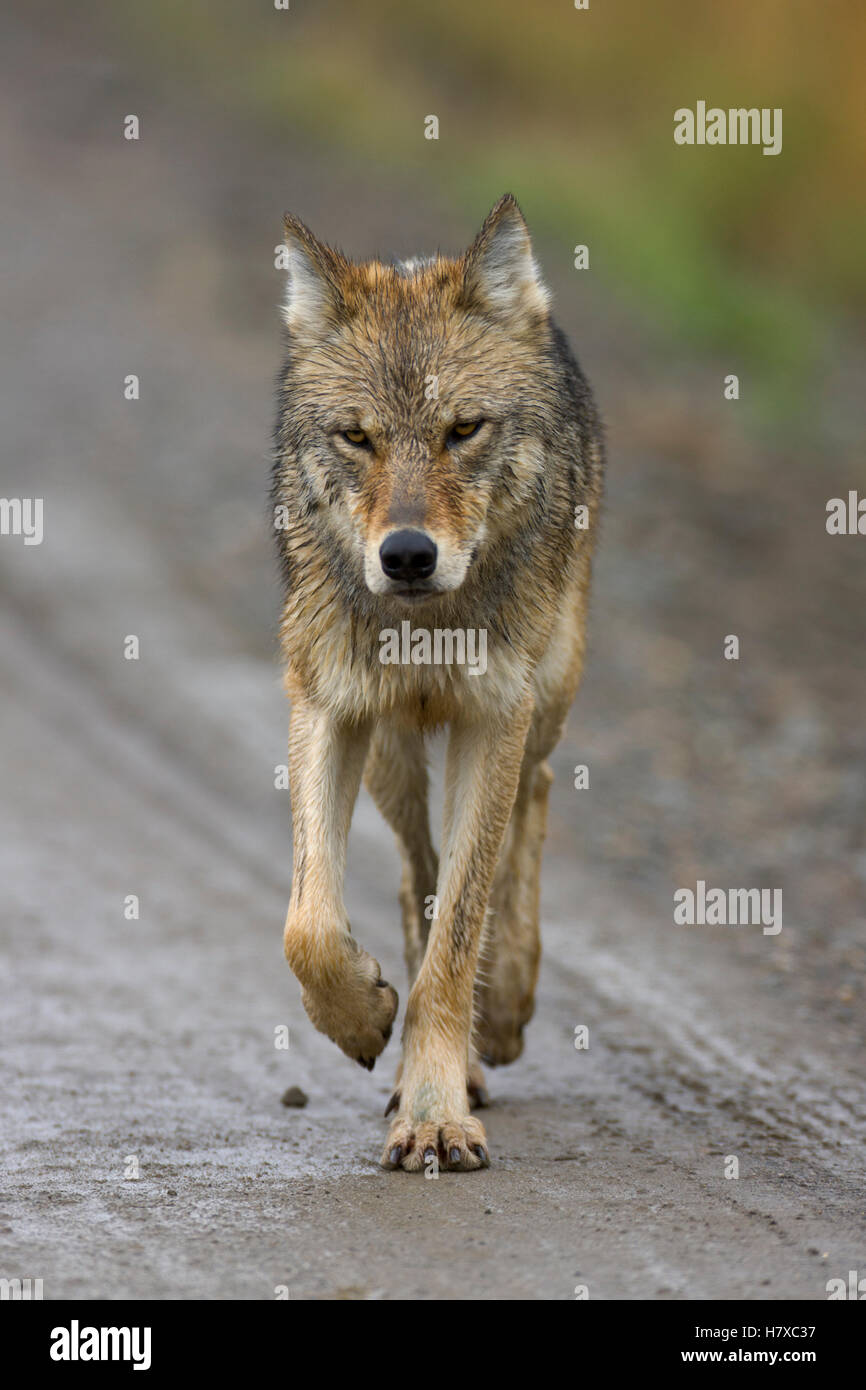 Gray Wolf (Canis lupus) sub-adult walking on road in rain, Denali ...