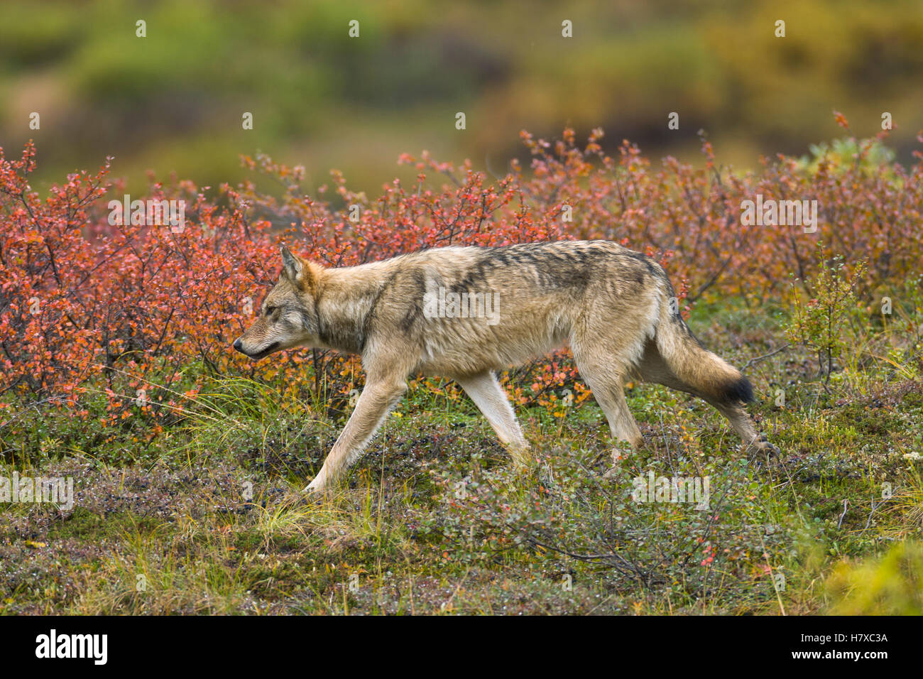 Gray Wolf (Canis lupus) sub-adult in tundra, Denali National Park ...