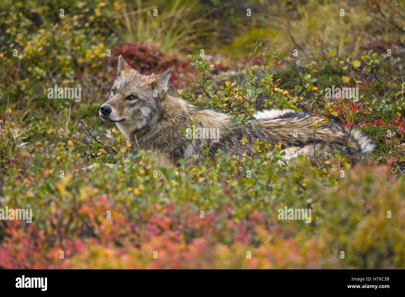 Gray Wolf (Canis lupus) sub-adult resting in tundra, Denali National ...