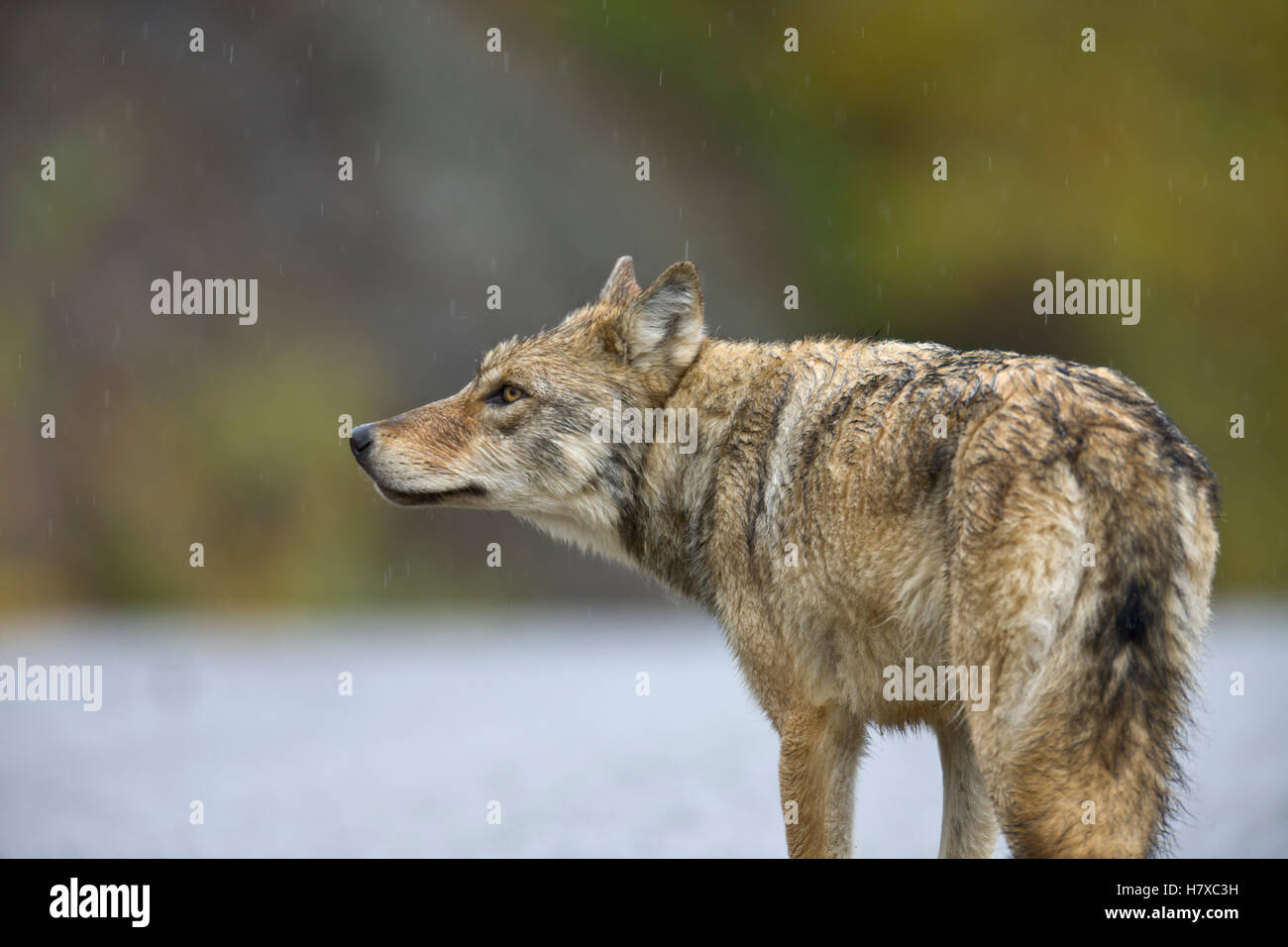 Gray Wolf (Canis lupus) sub-adult crossing gravel road in rain, Denali ...