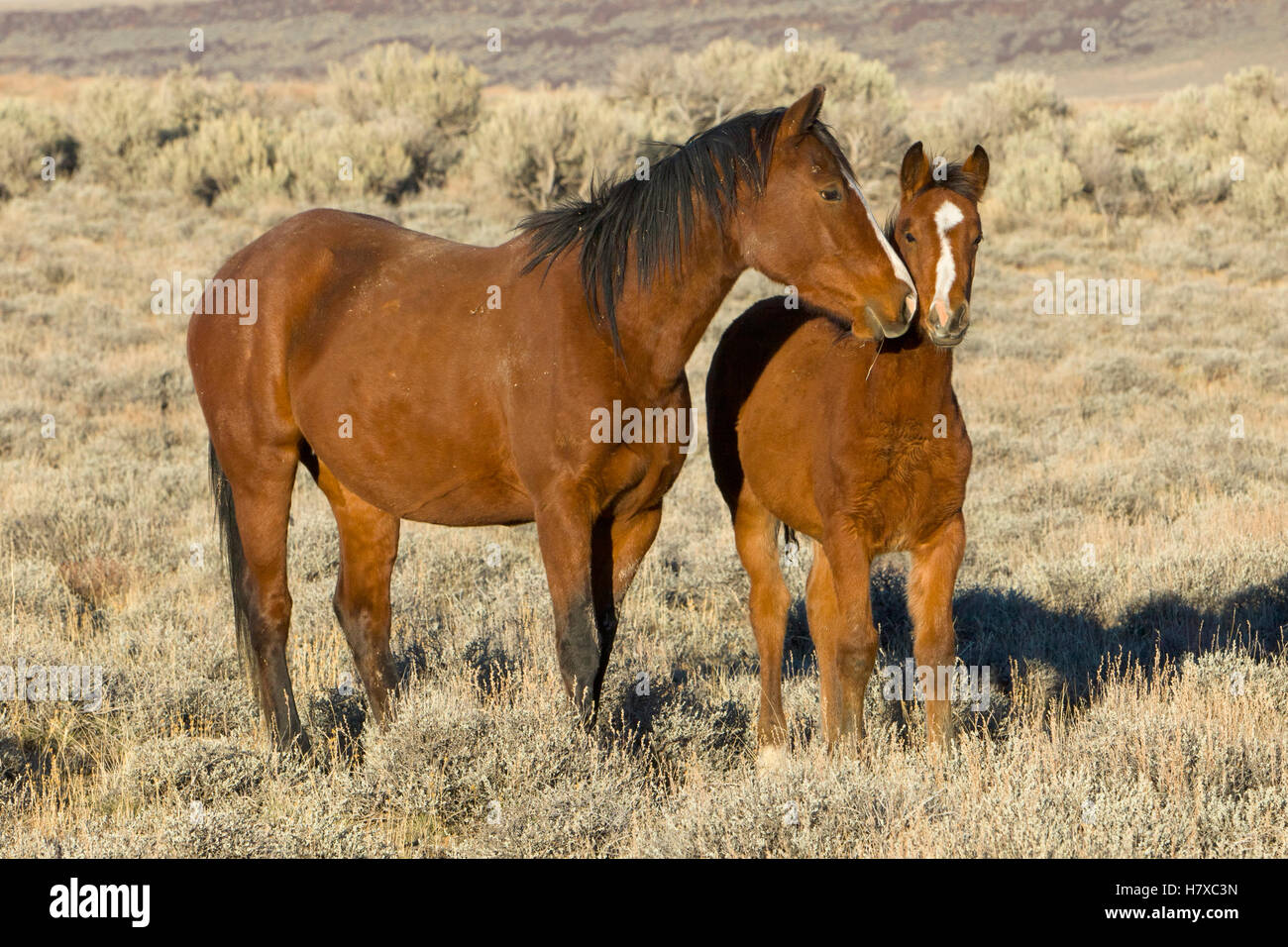 Mustang (Equus caballus) mare and foal standing together, Sheldon ...