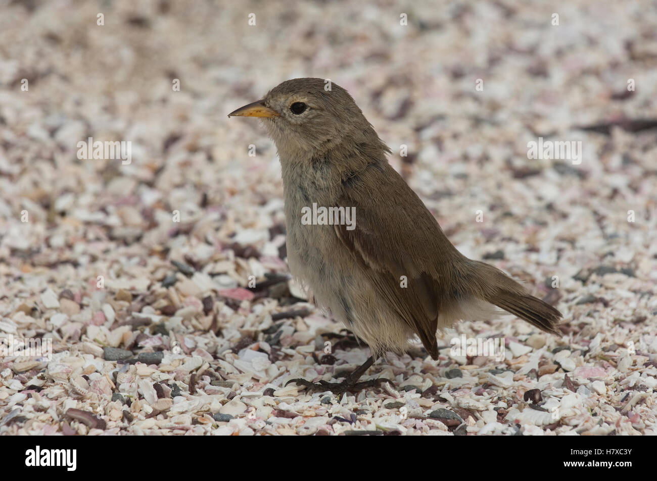 Warbler Finch (Certhidea olivacea), Galapagos Islands, Ecuador Stock ...