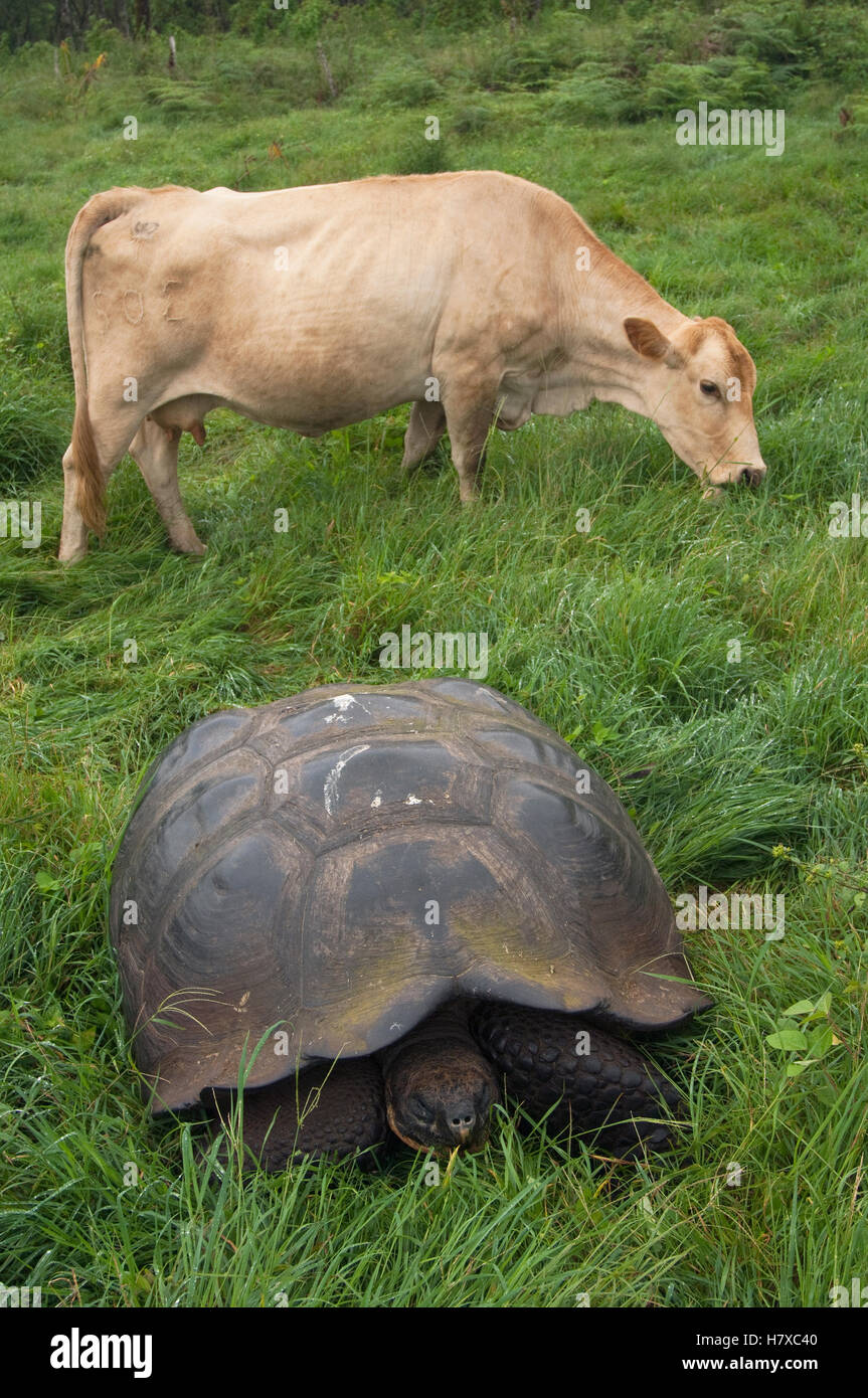 Indefatigable Island Tortoise (Chelonoidis nigra porteri) and Domestic ...