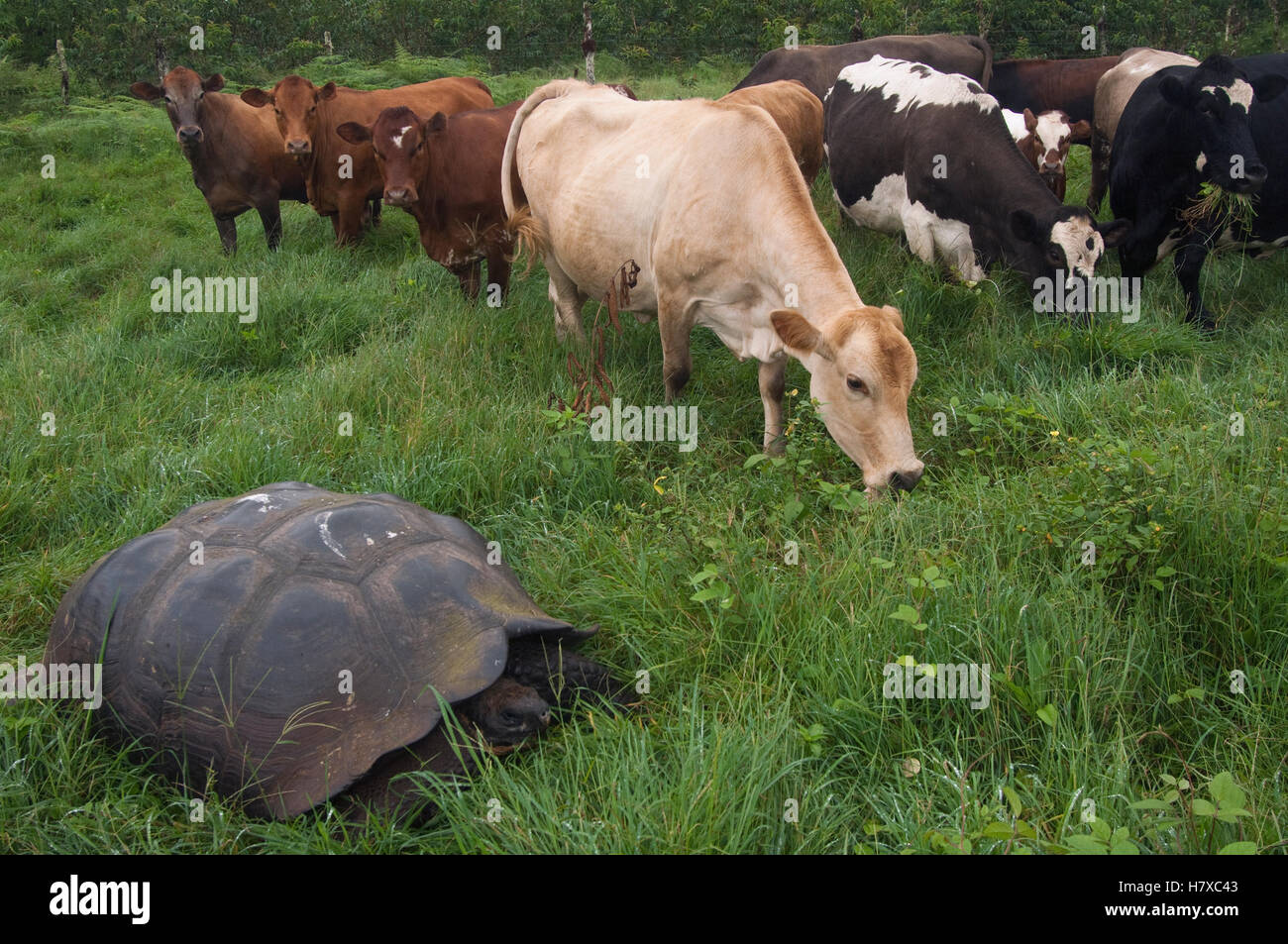 Indefatigable Island Tortoise (Chelonoidis nigra porteri) and Domestic ...