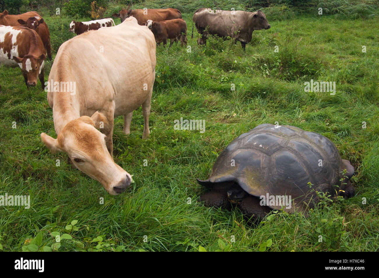 Indefatigable Island Tortoise (Chelonoidis nigra porteri) and Domestic ...