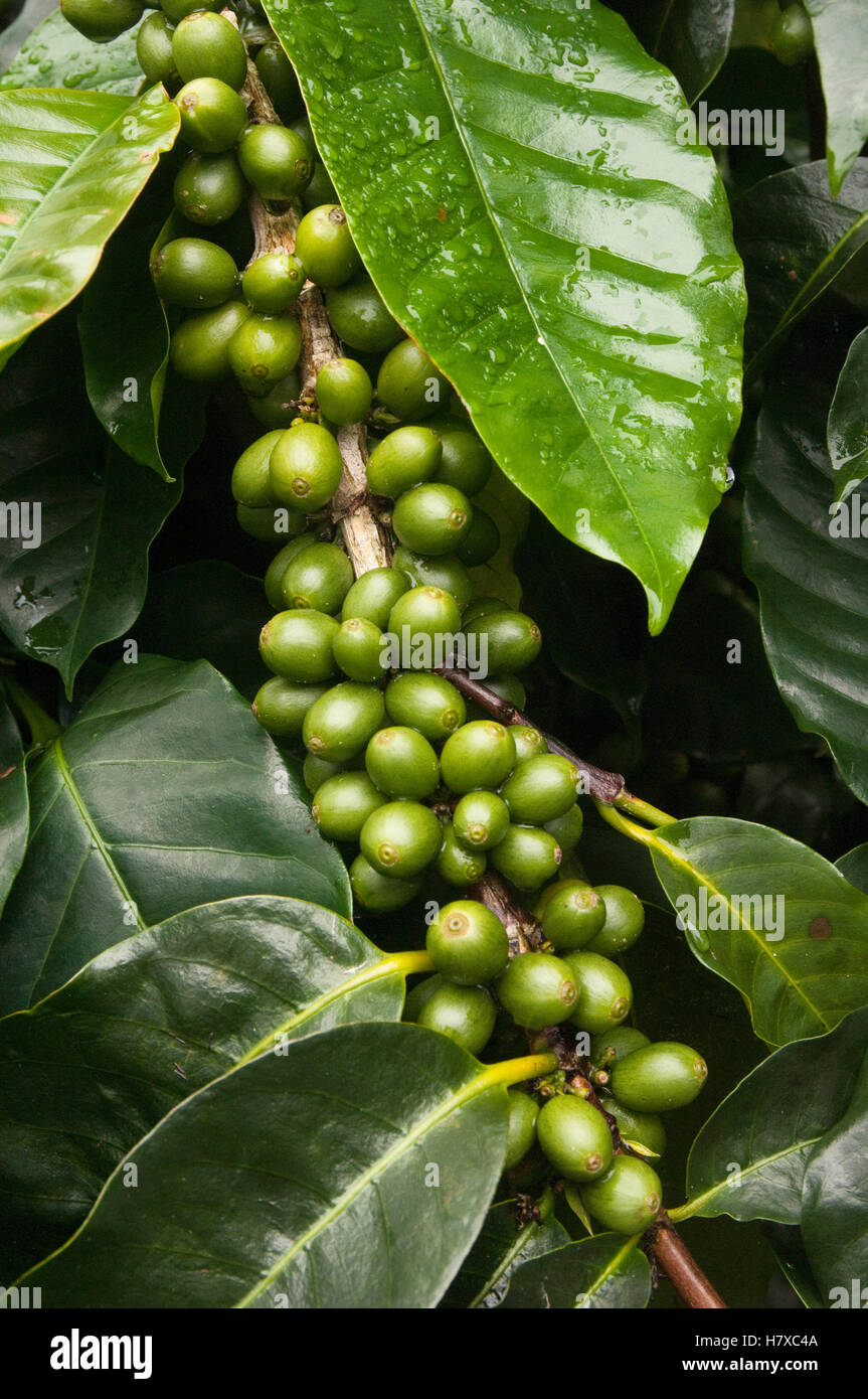 Coffee Bush (Coffea sp) with berries grown under shade of endemic ...