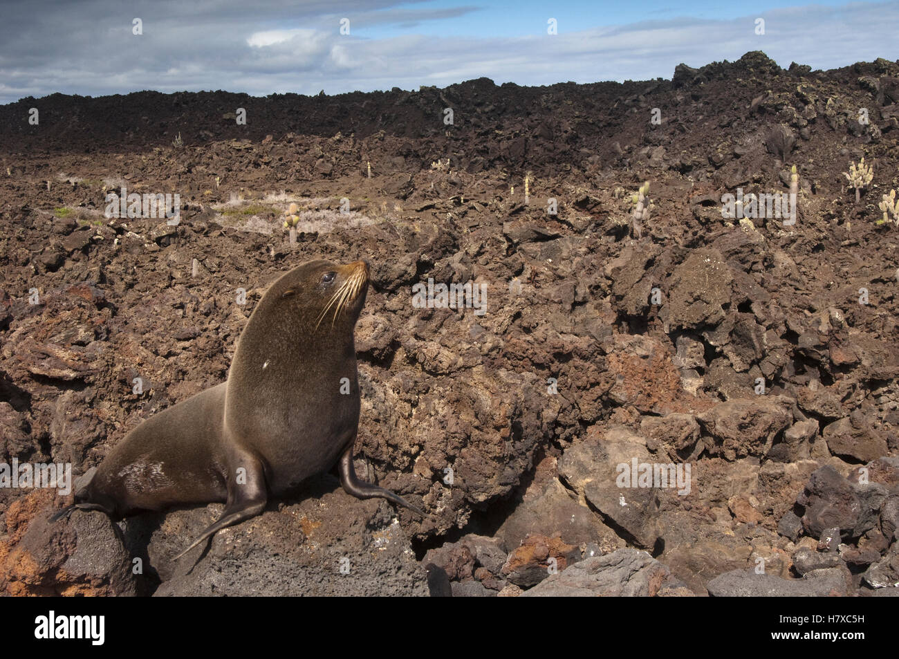 Galapagos Fur Seal (Arctocephalus galapagoensis) male on cool lava ...