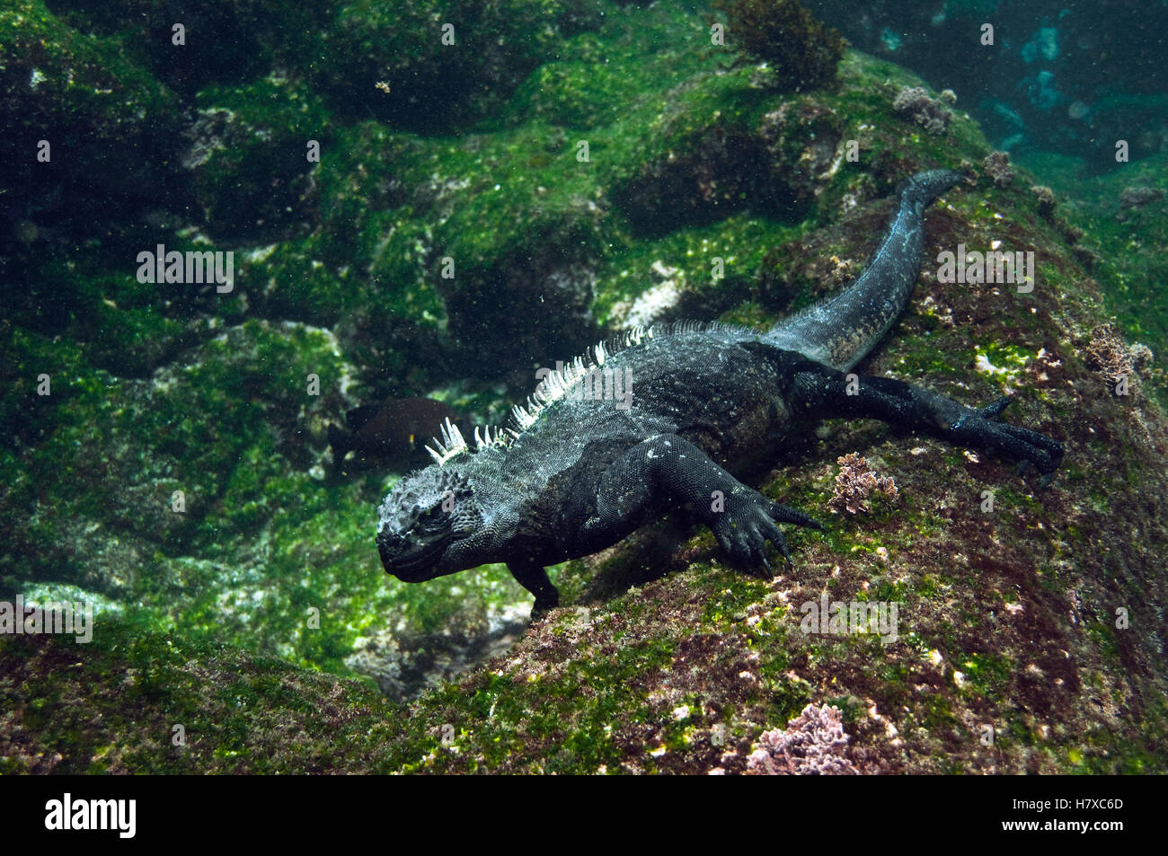 Marine Iguana (Amblyrhynchus cristatus) feeding underwater, Cape ...