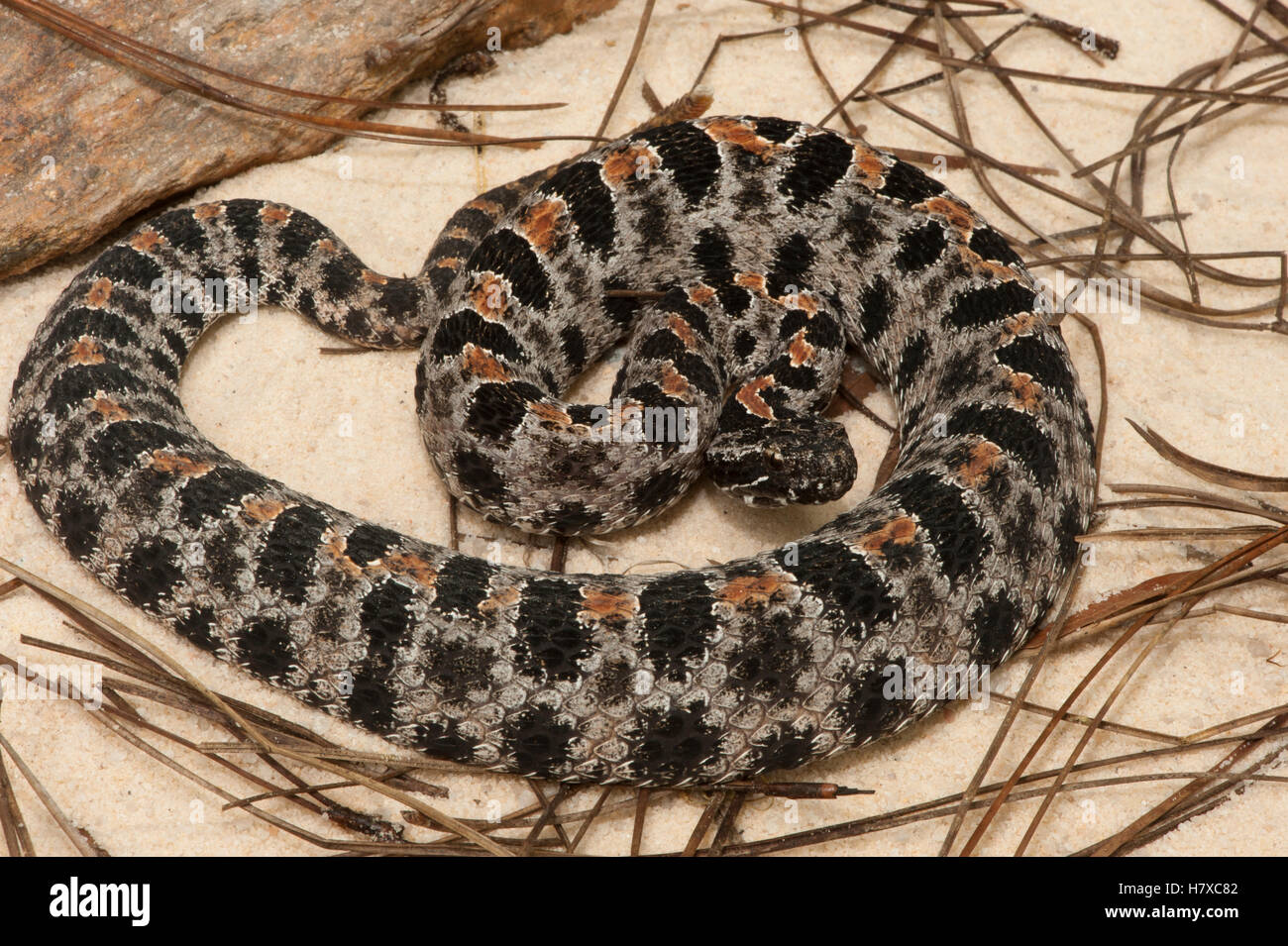 Pygmy Rattlesnake (Sistrurus miliarius), native to the United States ...