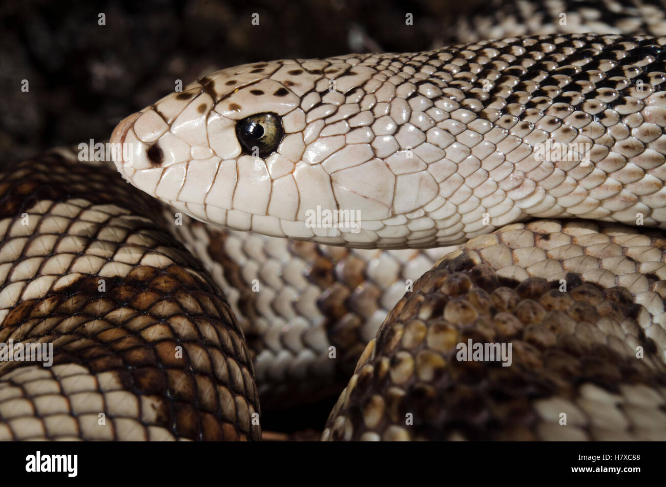 Southern Pinesnake (Pituophis melanoleucus mugitus), native to the ...