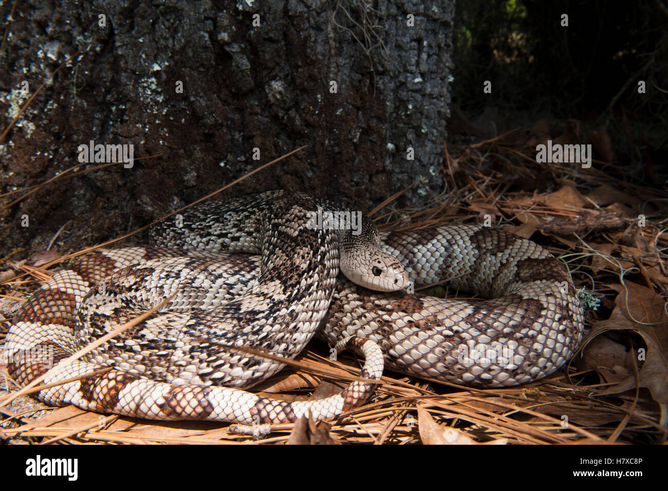 Southern Pinesnake (Pituophis melanoleucus mugitus), native to the ...