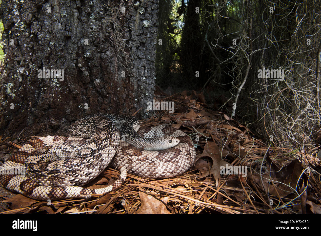 Southern Pinesnake (Pituophis melanoleucus mugitus), native to the ...